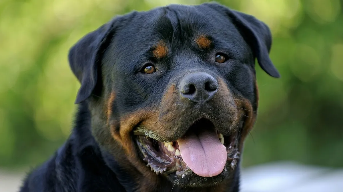 Top 10 Smartest Dog Breeds in the World
